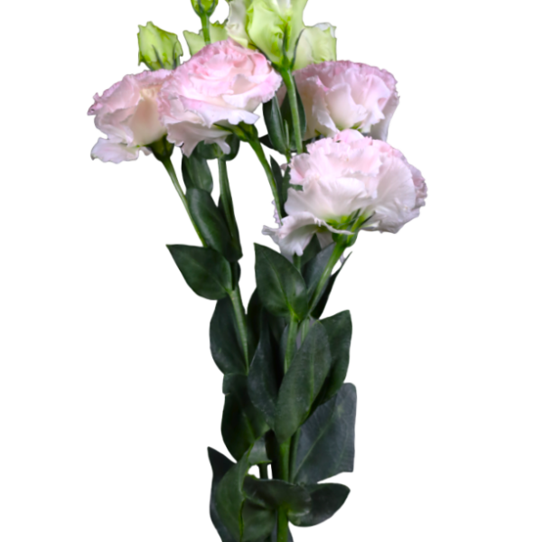 Eustoma