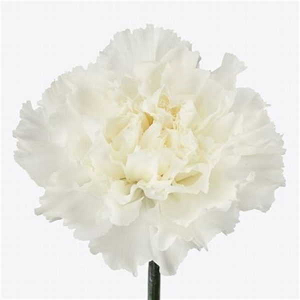Carnation