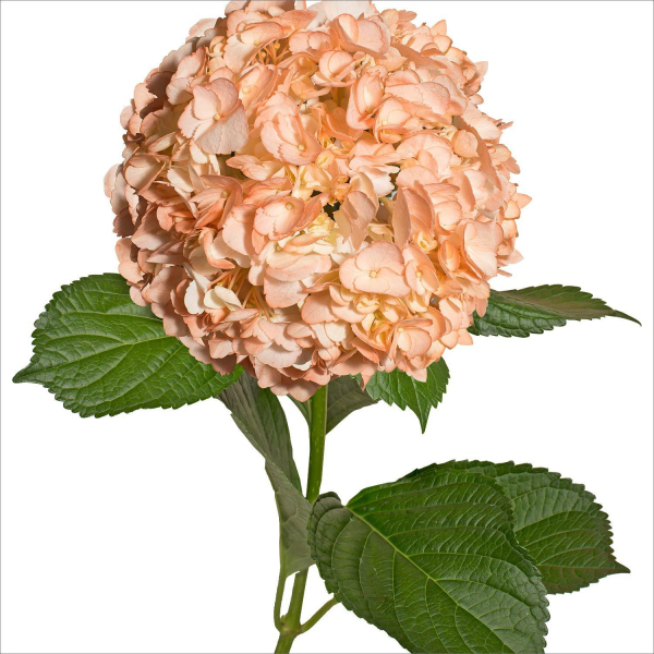 Hydrangea